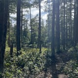 Wesley Ridge, British Columbia, Canada - 776 Reviews, Map | AllTrails