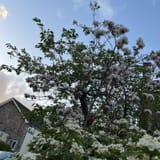 Chew Magna and Sacred Heart Circular, Somerset, England - 124 Reviews ...