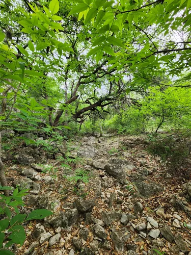 Best Wheelchair Friendly Trails in Stone Oak Park | AllTrails