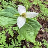 Lord Hill, Main Trail, and Temple Pond Loop Trail, Washington - 1,453 ...