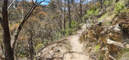 Best Camping Trails in Wombat State Forest | AllTrails