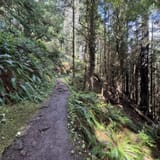 Clatsop Loop Trail from Indian Beach, Oregon - 2,667 Reviews, Map ...