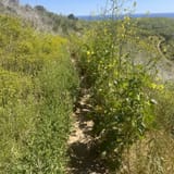 Corral Canyon Loop, California - 1,747 Reviews, Map | AllTrails