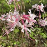 Wild Azalea Trail, Louisiana - 290 Reviews, Map | AllTrails