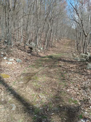 Best Hikes and Trails in Short Hills Wildlife Management Area | AllTrails