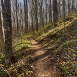 Walls of Jericho Trail, Alabama - 2,339 Reviews, Map | AllTrails