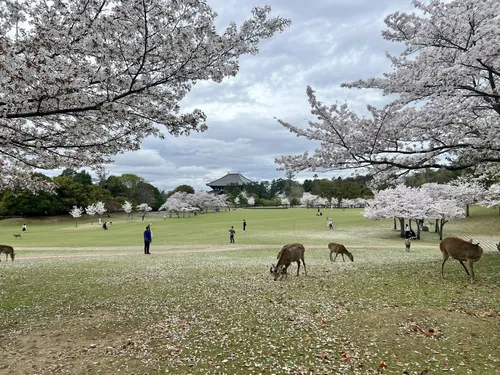 Best Waterfall Trails in Nara | AllTrails