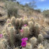 Dixie Summit Trail, Arizona - 1,534 Reviews, Map | AllTrails