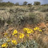Dixie Summit Trail, Arizona - 1,534 Reviews, Map | AllTrails