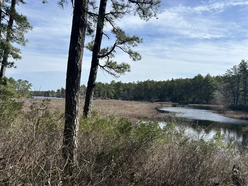 Best Forest Trails in Myles Standish State Forest | AllTrails