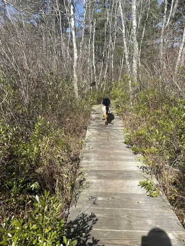 Best Forest Trails in Myles Standish State Forest | AllTrails