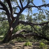 Coastal Anclote Trail, Florida - 239 Reviews, Map | AllTrails