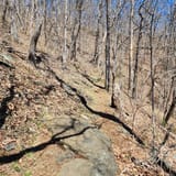 Buffalo Mountain Trail, Virginia - 715 Reviews, Map | AllTrails