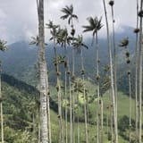 Cocora Valley Loop, Quindío, Colombia - 201 Reviews, Map | AllTrails