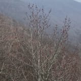 Table Rock, West Virginia - 256 Reviews, Map | AllTrails