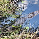 Anhinga Trail, Florida - 1,711 Reviews, Map | AllTrails