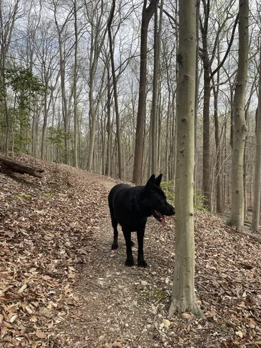 Best Mountain Biking Trails in L P Cosca Regional Park | AllTrails