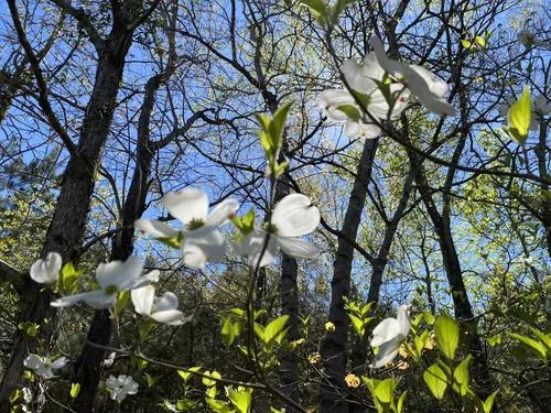 Best Hikes and Trails in Duke Forest | AllTrails