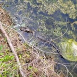 Largo Nature Preserve Loop, Florida - 402 Reviews, Map | AllTrails