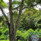 Largo Nature Preserve Loop, Florida - 402 Reviews, Map | AllTrails