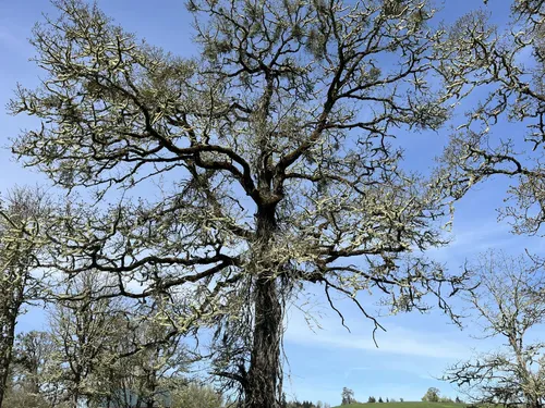 Best Views Trails in William L Finley National Wildlife Refuge | AllTrails