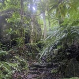 Cross Island Track and The Needle, Rarotonga, Cook Islands - 222 ...