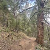 Carpenter Peak Trail, Colorado - 3,341 Reviews, Map | AllTrails
