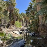 Palm Canyon Trail, California - 1,414 Reviews, Map | AllTrails