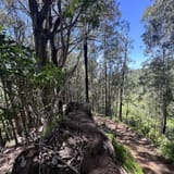 Makiki Valley Loop, Oahu, Hawaii - 5,653 Reviews, Map | AllTrails