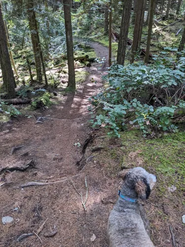 Best Hikes and Trails in Banner Forest Heritage Park | AllTrails