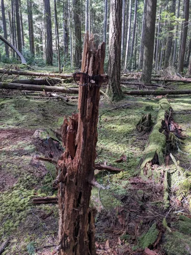 Best Hikes and Trails in Banner Forest Heritage Park | AllTrails