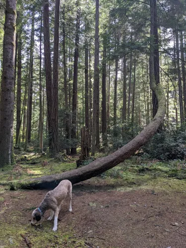 Best Hikes and Trails in Banner Forest Heritage Park | AllTrails