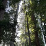 Stout Memorial Grove Trail, California - 2,400 Reviews, Map | AllTrails