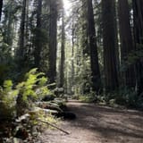 Stout Memorial Grove Trail, California - 2,400 Reviews, Map | AllTrails