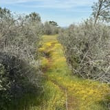 Overlook, Soaproot, and Old Stage Loop, California - 333 Reviews, Map ...