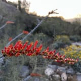 Mormon Loop and National Trail, Arizona - 2,611 Reviews, Map | AllTrails