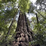 Tall Trees Grove Loop Trail, California - 2,159 Reviews, Map | AllTrails