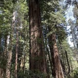 Tall Trees Grove Loop Trail, California - 2,173 Reviews, Map | AllTrails