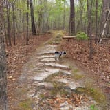Raven Rock Loop Trail, North Carolina - 2,418 Reviews, Map | AllTrails
