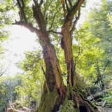 Myrtle Tree Trail, Oregon - 57 Reviews, Map | AllTrails