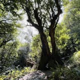 Myrtle Tree Trail, Oregon - 57 Reviews, Map | AllTrails