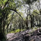 Myrtle Tree Trail, Oregon - 57 Reviews, Map | AllTrails