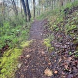 Lake Wedington Hiking Trail, Arkansas - 651 Reviews, Map | AllTrails