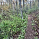 Lake Wedington Hiking Trail, Arkansas - 651 Reviews, Map | AllTrails