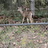 Lake Youngs, Washington - 338 Reviews, Map | AllTrails