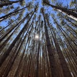 Midhurst Trail , Ontario, Canada - 1,544 Reviews, Map | AllTrails