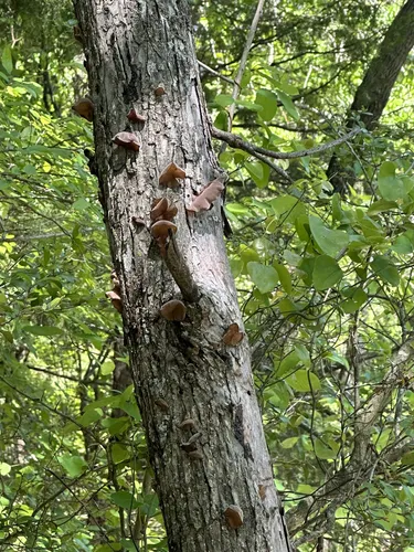 Best Hikes and Trails in Spring Creek Forest Preserve | AllTrails