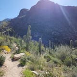 Pima Canyon Trail, Arizona - 3,142 Reviews, Map | AllTrails