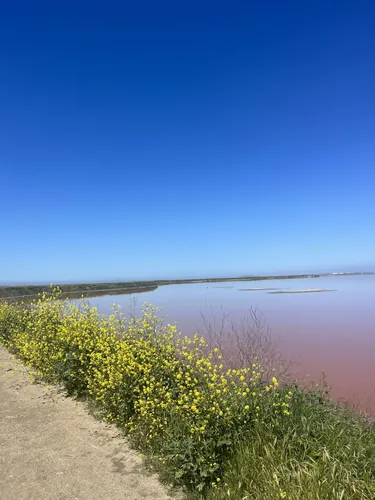 Best Hikes and Trails in Alviso Marina County Park | AllTrails