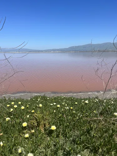 Best Hikes and Trails in Alviso Marina County Park | AllTrails